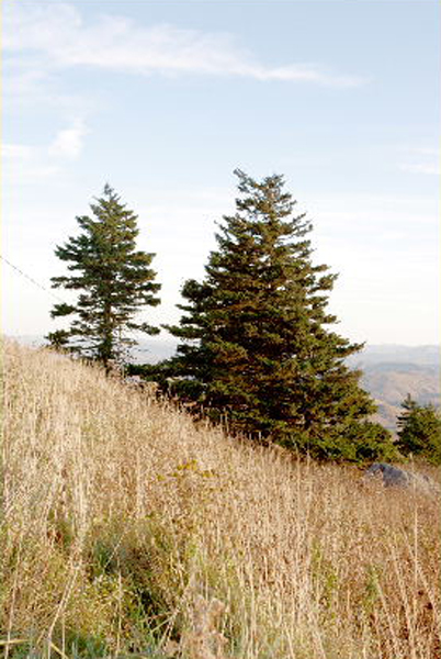 Double Pines - Digital Capture