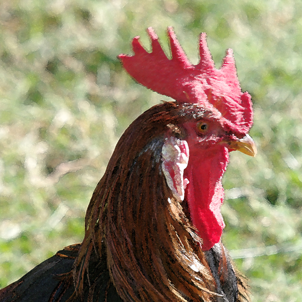 Sir Rupert Rooster - Digital Capture